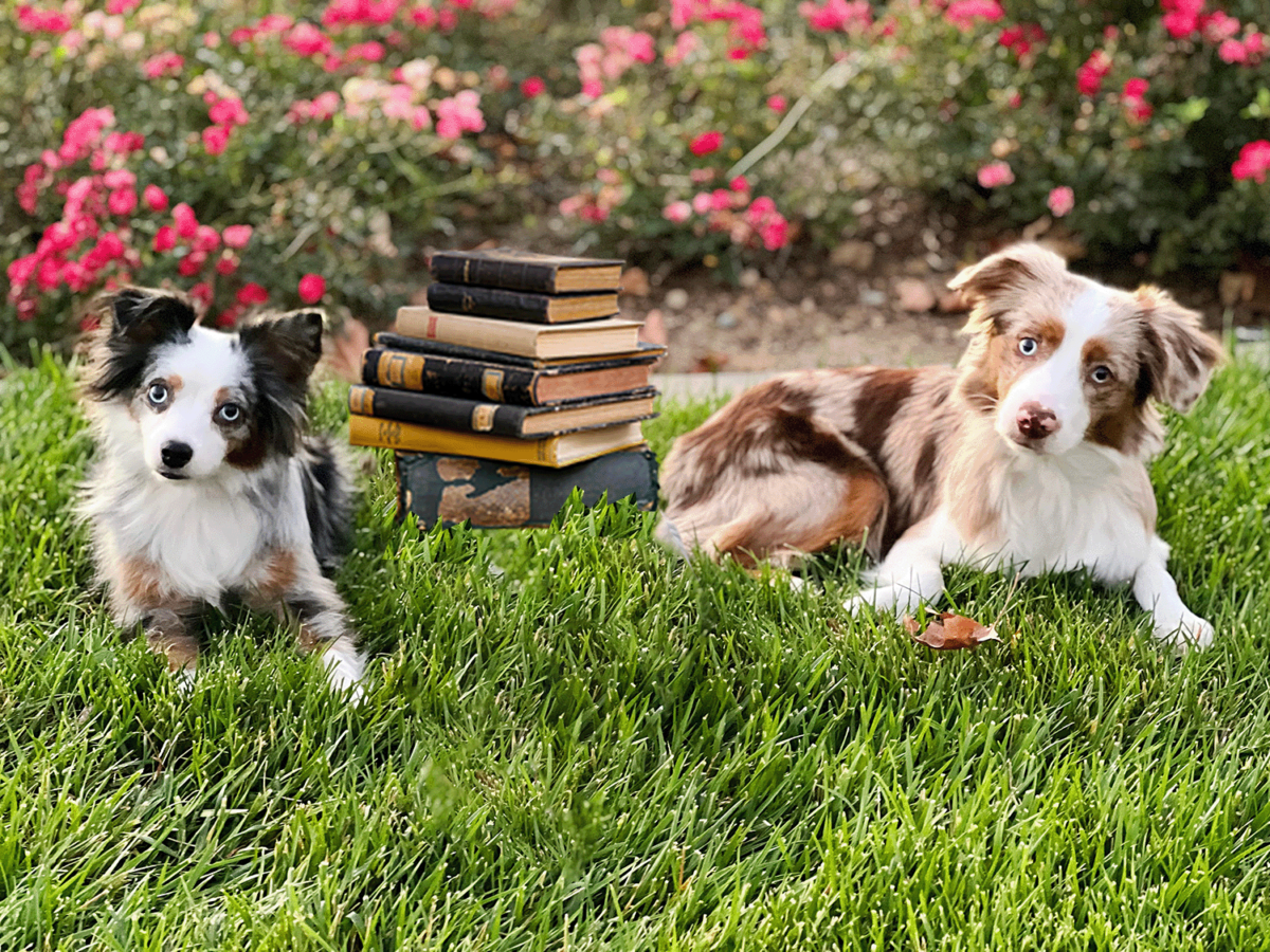 Bookstand Publishing – Professional Print-On-Demand Publishing with a ...